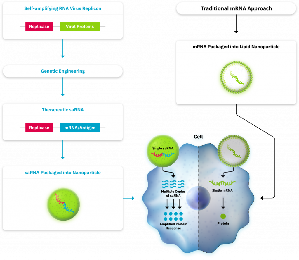 saRNA Biology | About Self-Amplifying RNA Genome & How It Works : Chimeron Bio | Transforming ...
