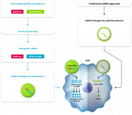 saRNA Biology | About Self-Amplifying RNA Genome & How It Works ...