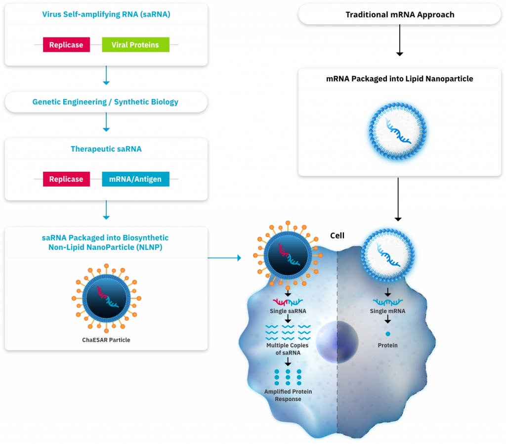 saRNA Biology | About Self-Amplifying RNA Genome & How It Works : Chimeron Bio | Transforming ...