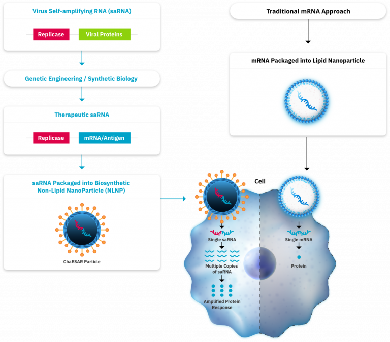 saRNA Biology | About Self-Amplifying RNA Genome & How It Works : Chimeron Bio | Transforming ...