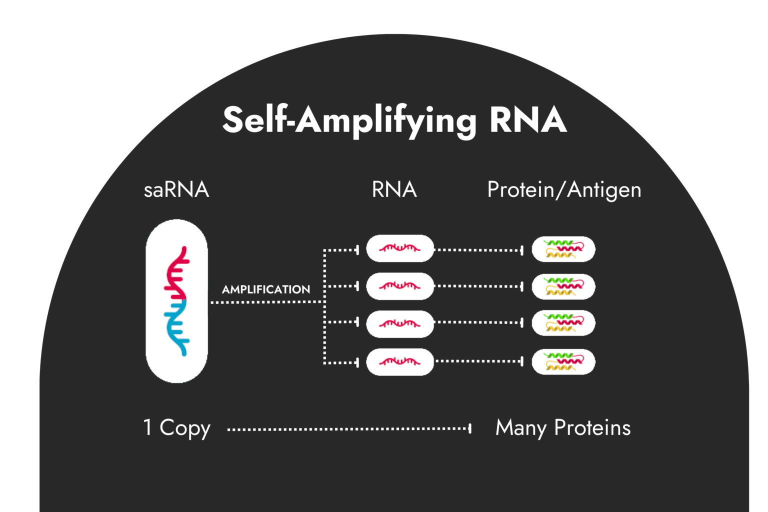 saRNA Biology - Chimeron Bio | Pioneering In-Vivo CAR-T Therapy